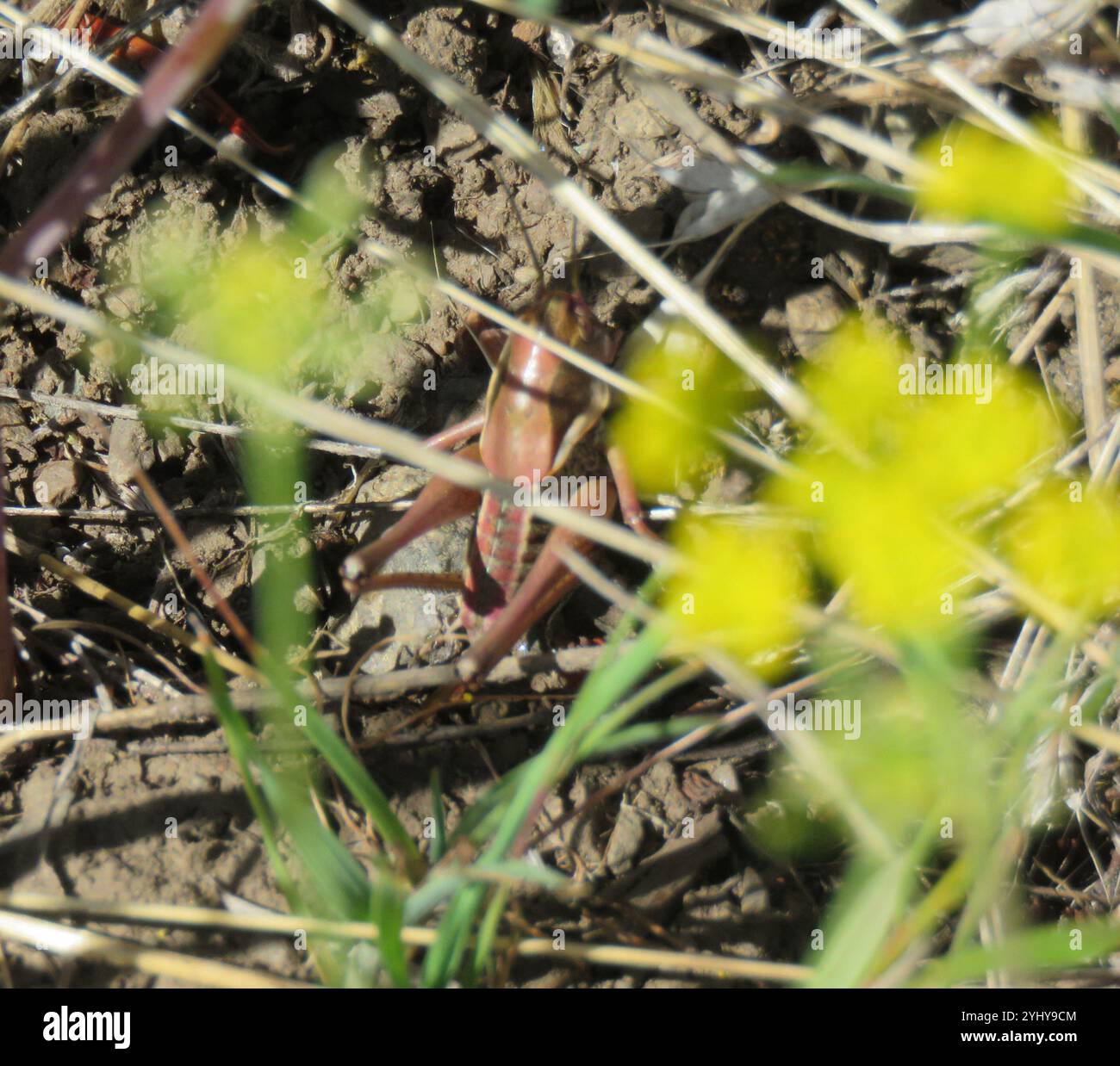 Long-legged Anabrus (Anabrus longipes Stock Photo - Alamy