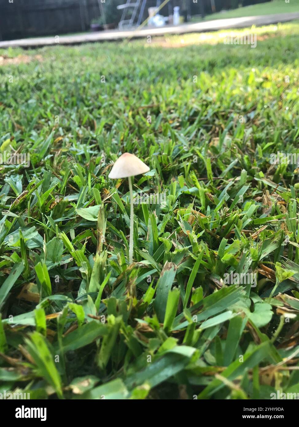 milky conecap (Conocybe apala Stock Photo - Alamy
