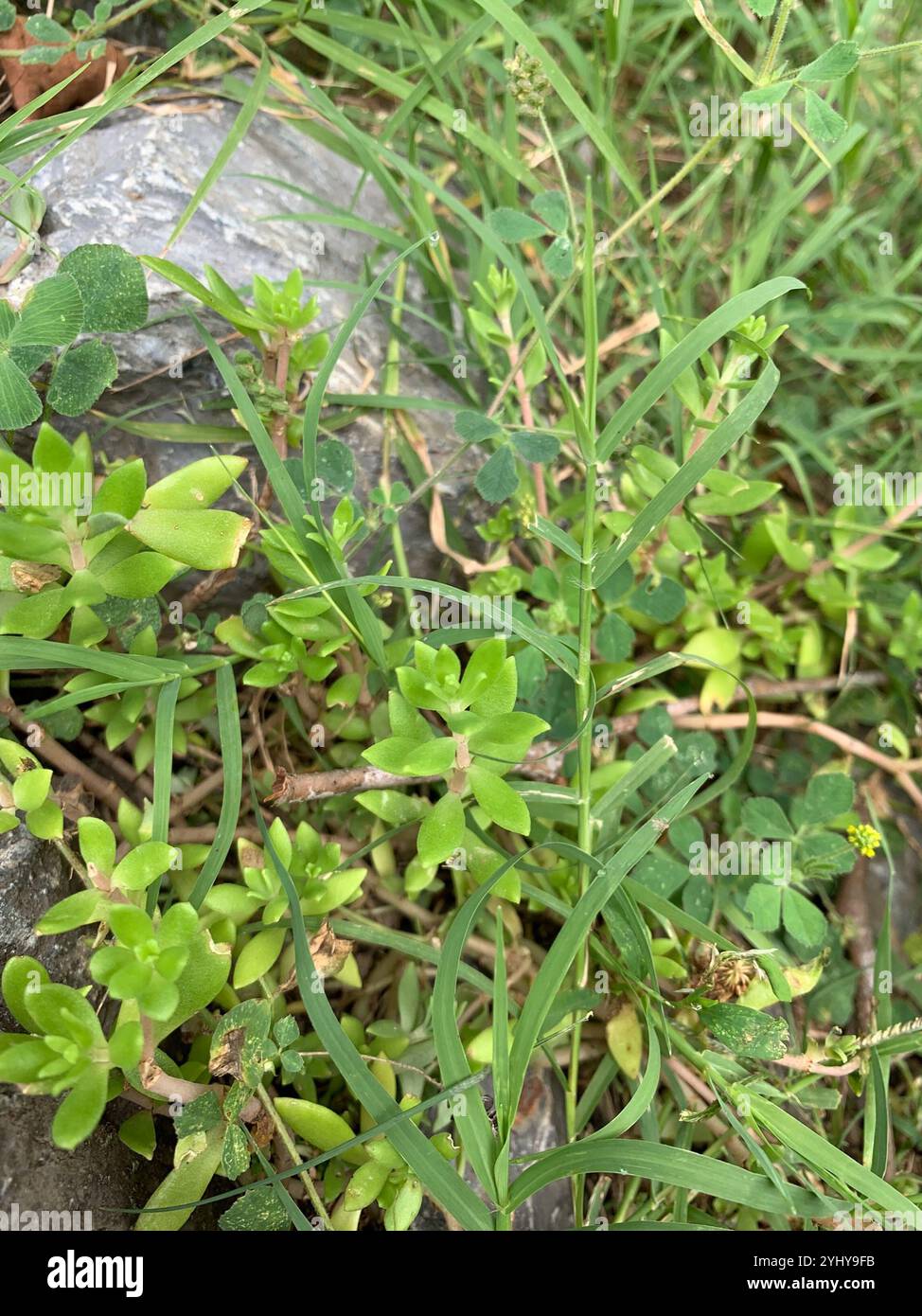 Stringy Stonecrop (Sedum sarmentosum Stock Photo - Alamy