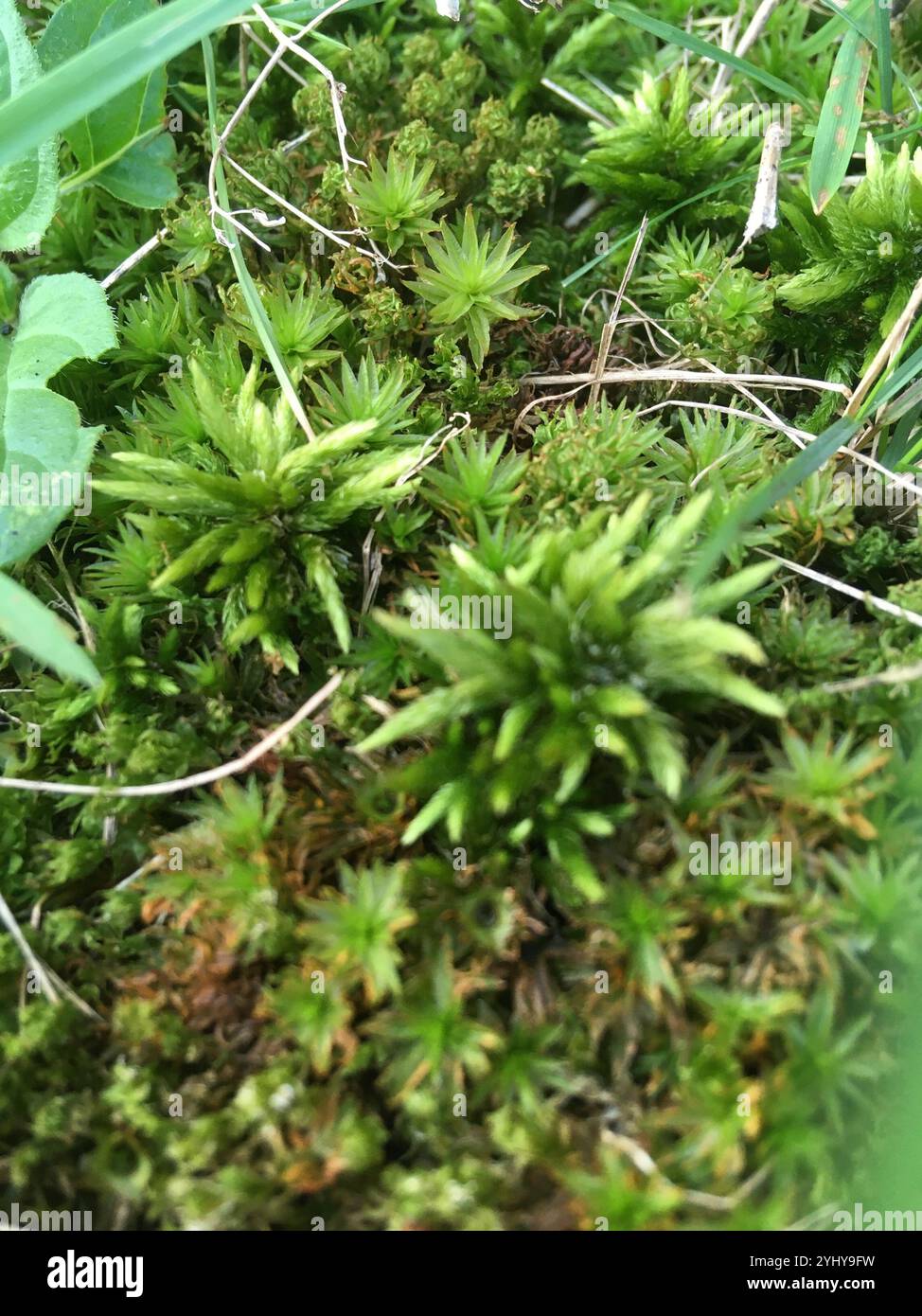 Climacium hi-res stock photography and images - Alamy