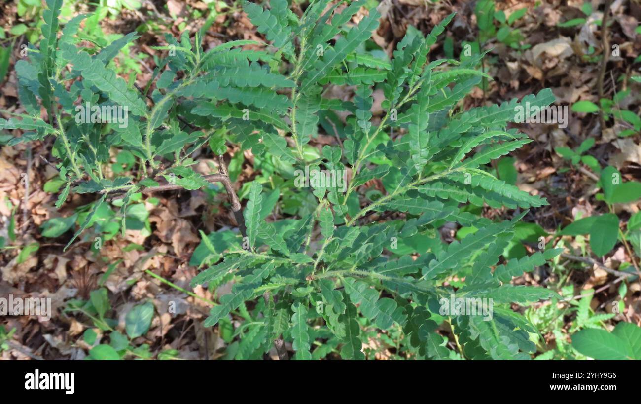 Sweetfern (comptonia peregrina) hi-res stock photography and images - Alamy
