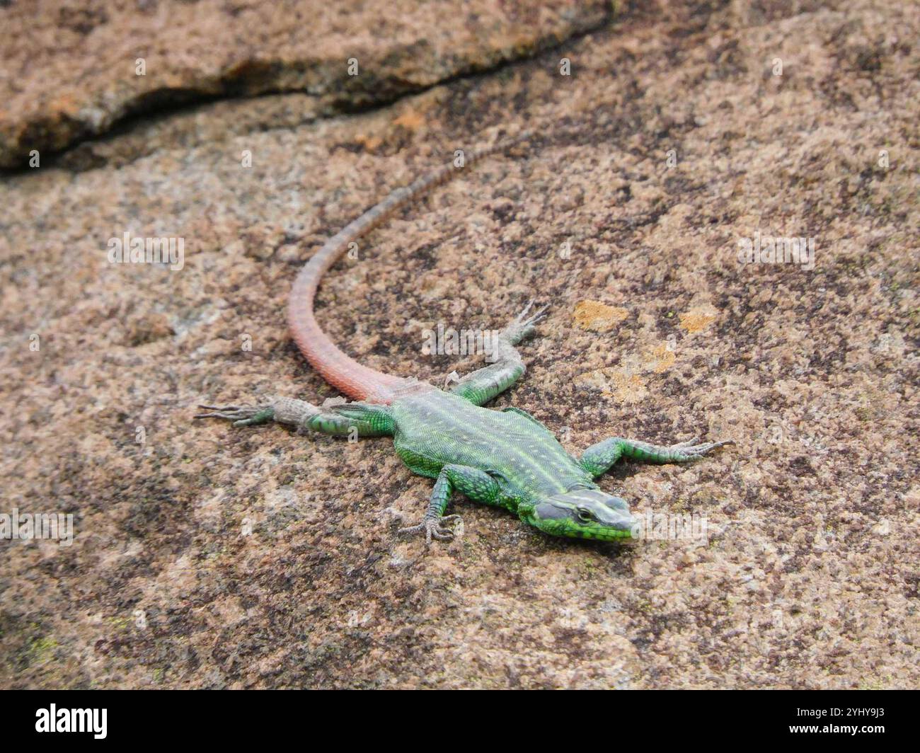 Sekukhune flat lizard (Platysaurus orientalis Stock Photo - Alamy