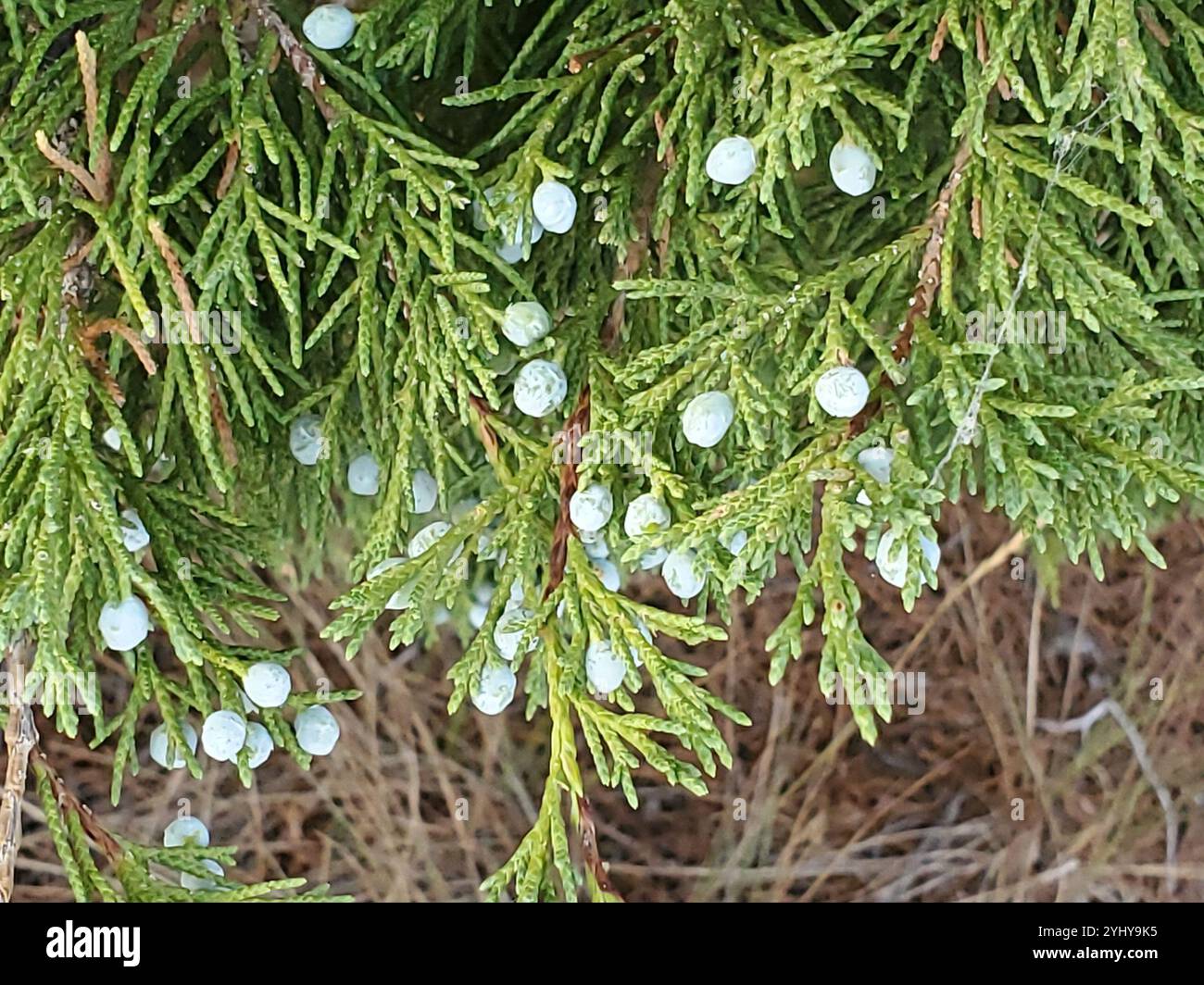 Rocky Mountain Juniper (Juniperus scopulorum Stock Photo - Alamy