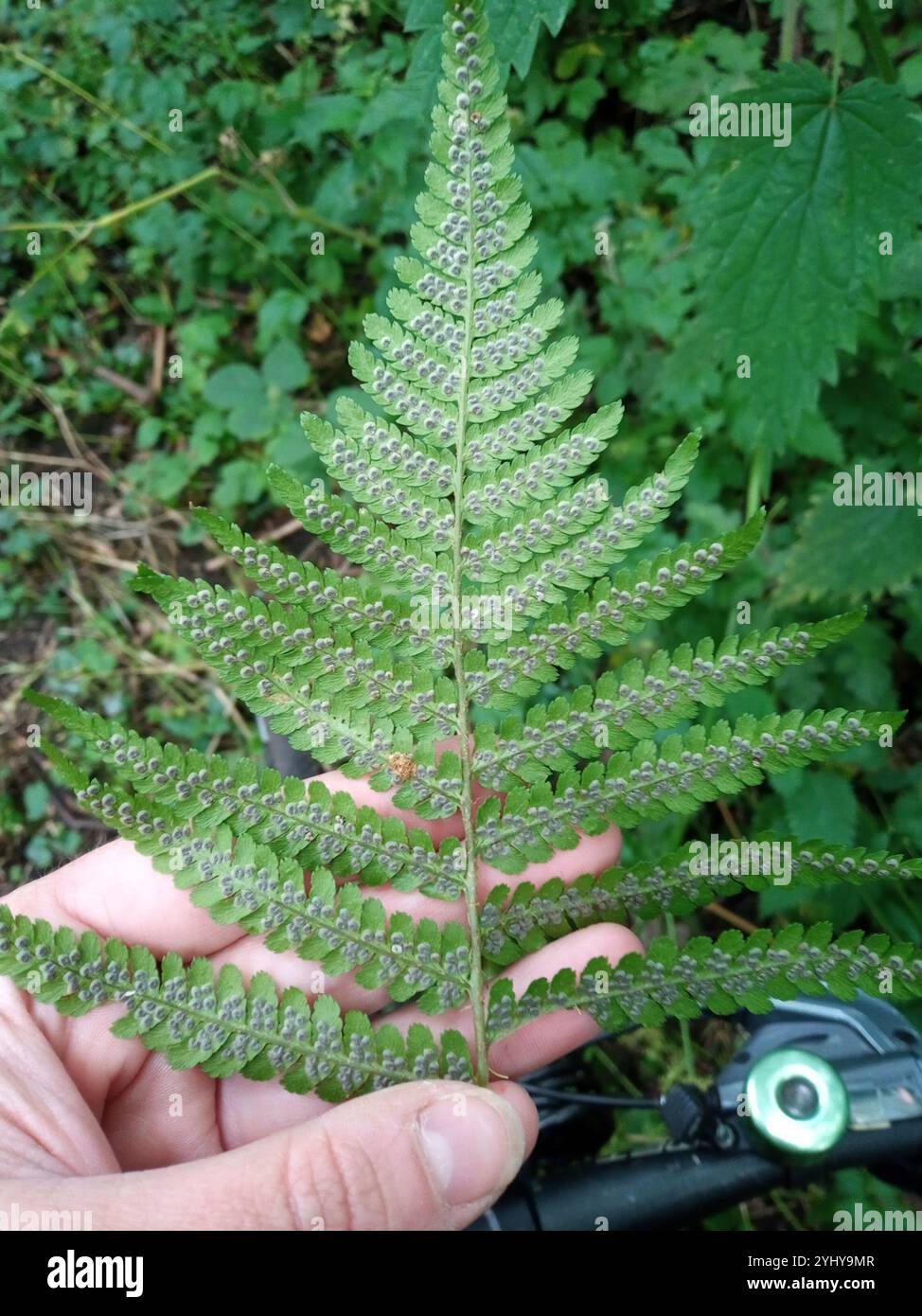male fern (Dryopteris filix-mas Stock Photo - Alamy