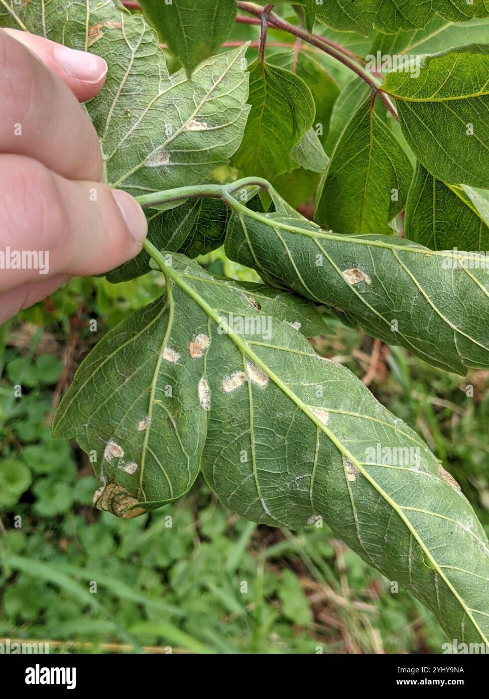 box elder pouch gall mite (Aceria negundi Stock Photo - Alamy