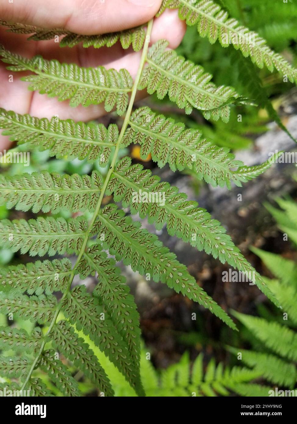 southern lady fern (Athyrium asplenioides Stock Photo - Alamy