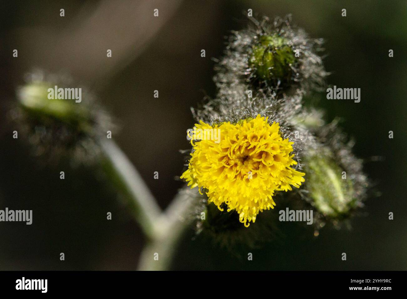 alpine hawkweed (Pilosella tristis Stock Photo - Alamy