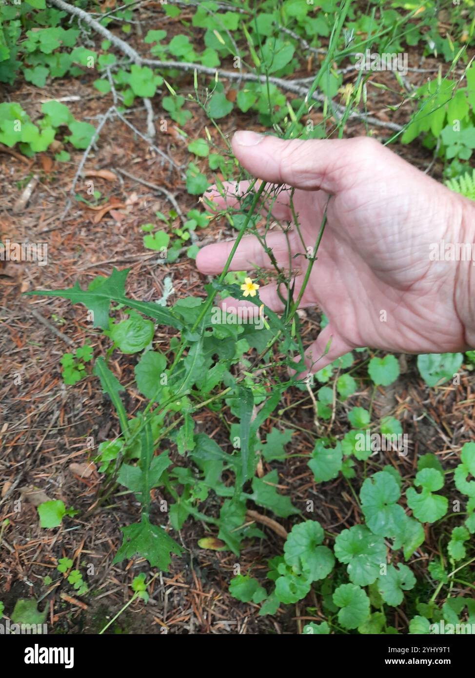 Wall Lettuce (Mycelis muralis Stock Photo - Alamy