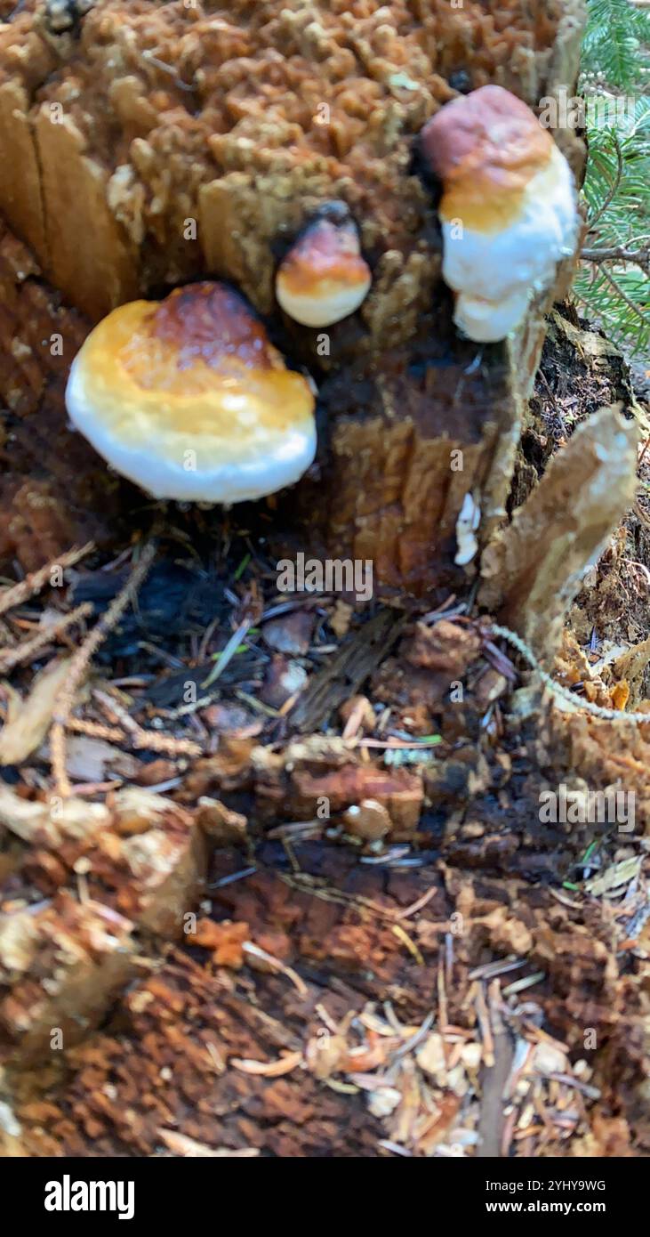 Northern Red Belt (Fomitopsis mounceae Stock Photo - Alamy