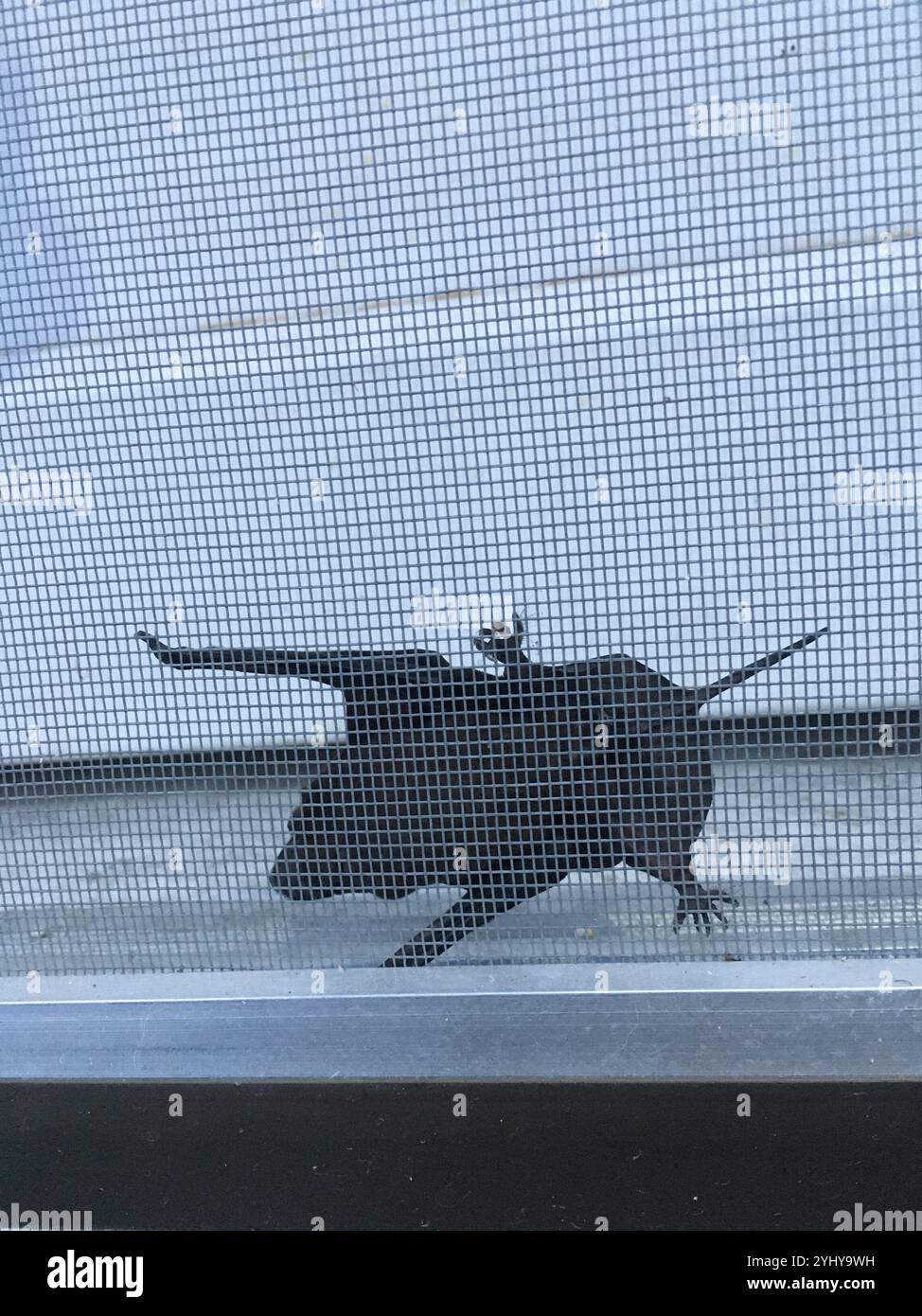 Free-tailed Bats (Molossidae Stock Photo - Alamy