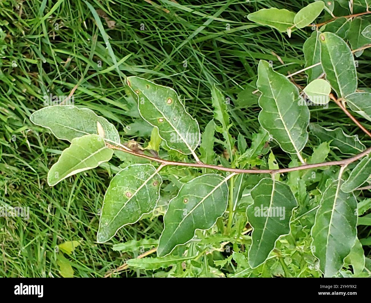 autumn olive (Elaeagnus umbellata Stock Photo - Alamy