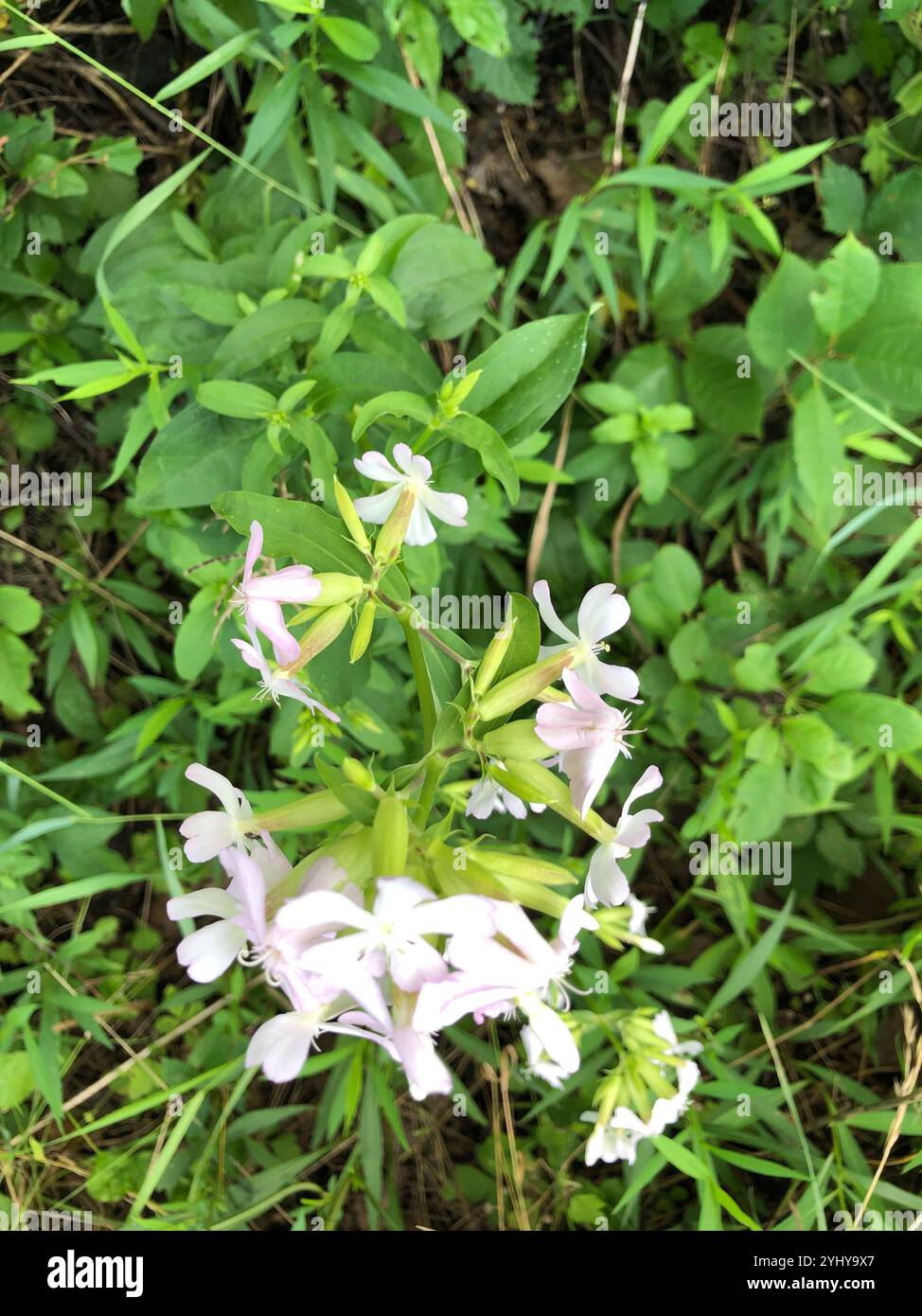 common soapwort (Saponaria officinalis Stock Photo - Alamy