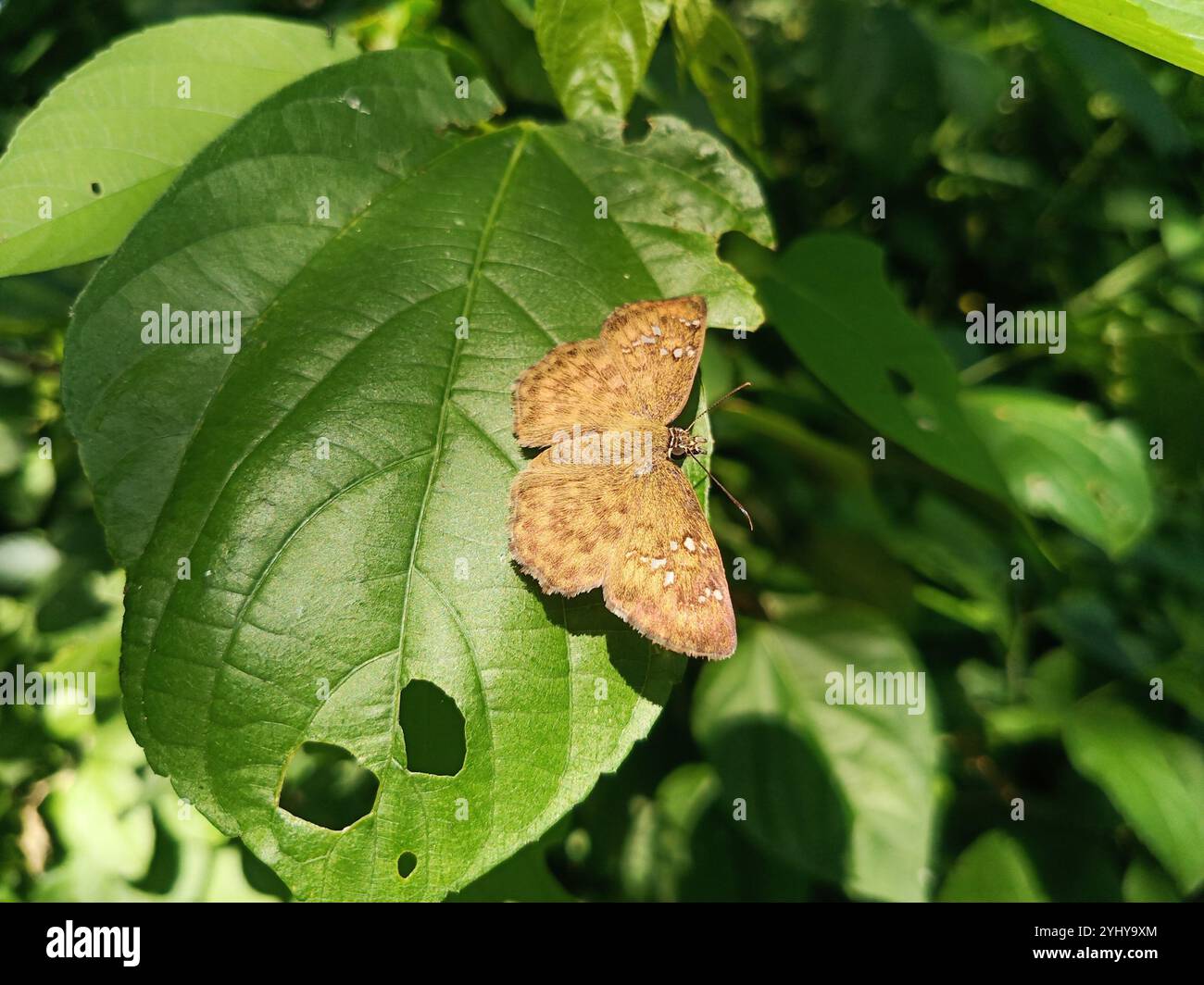 Spread wing skippers hi-res stock photography and images - Alamy