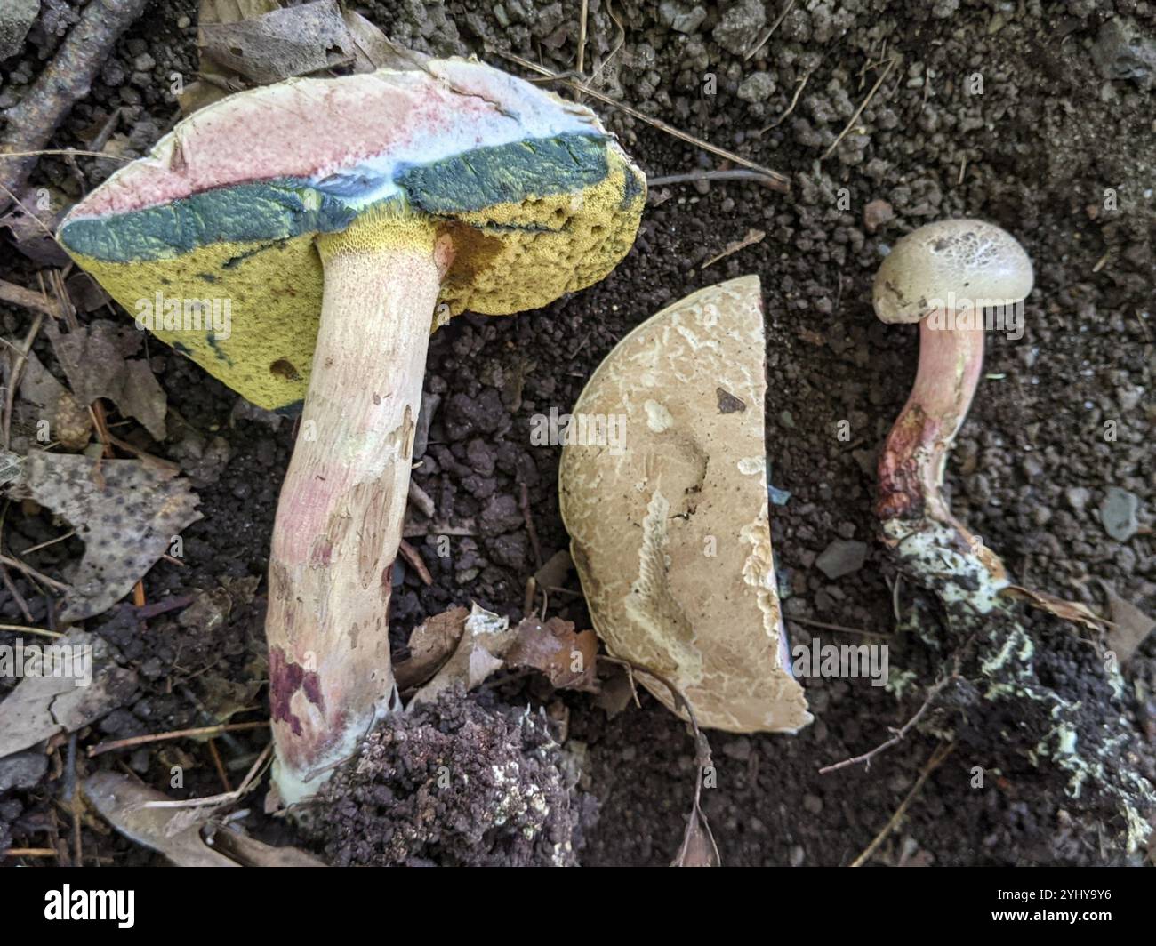 Caloboletus hi-res stock photography and images - Alamy