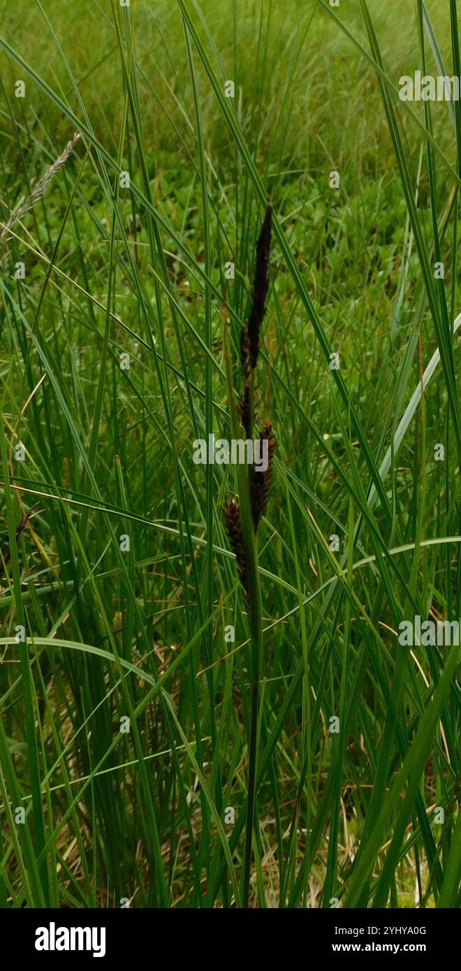 Smooth black sedge carex hi-res stock photography and images - Alamy