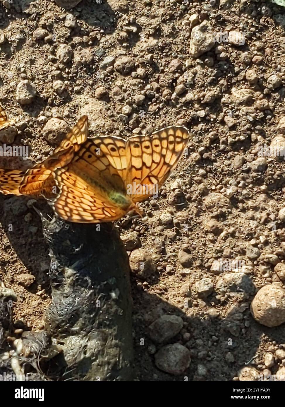 Variegated Fritillary (Euptoieta claudia Stock Photo - Alamy