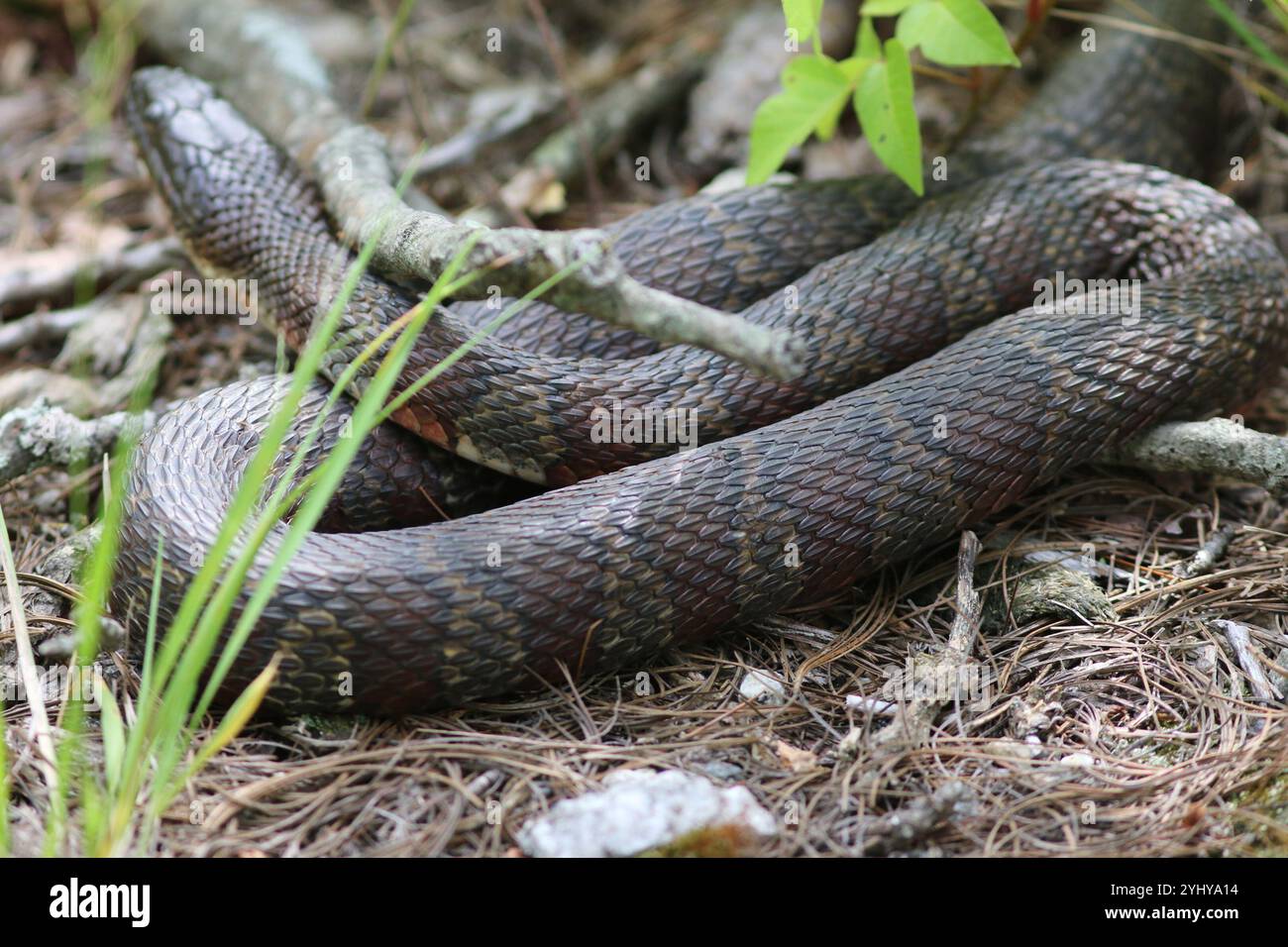 Common Watersnake (Nerodia sipedon Stock Photo - Alamy