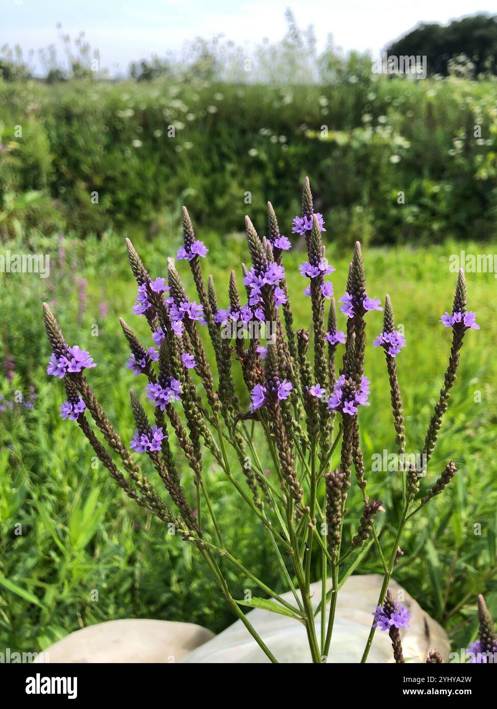 blue vervain (Verbena hastata Stock Photo - Alamy