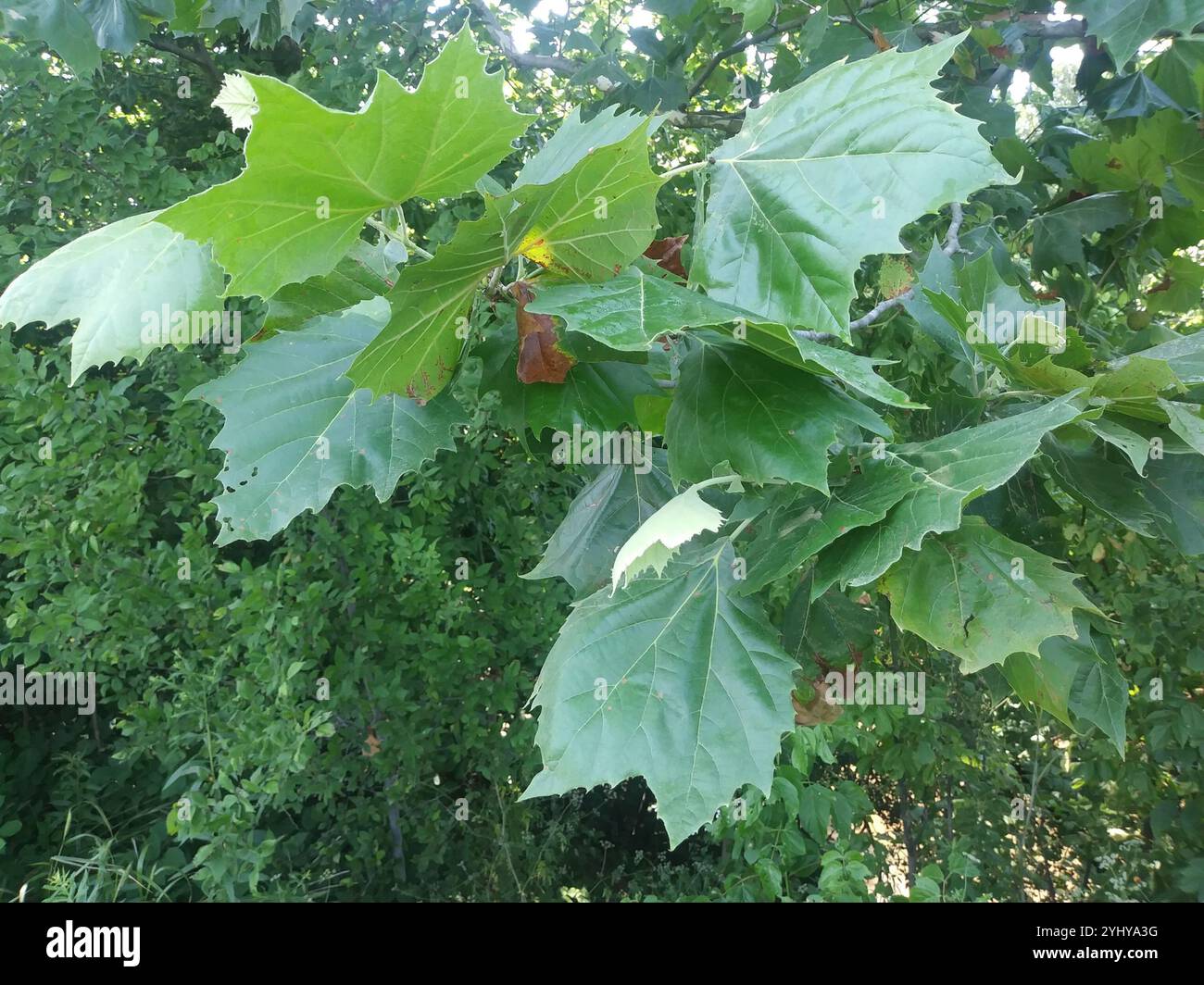 American sycamore (Platanus occidentalis Stock Photo - Alamy