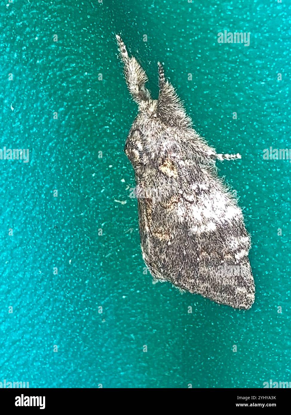 Angulose Prominent (Peridea angulosa Stock Photo - Alamy