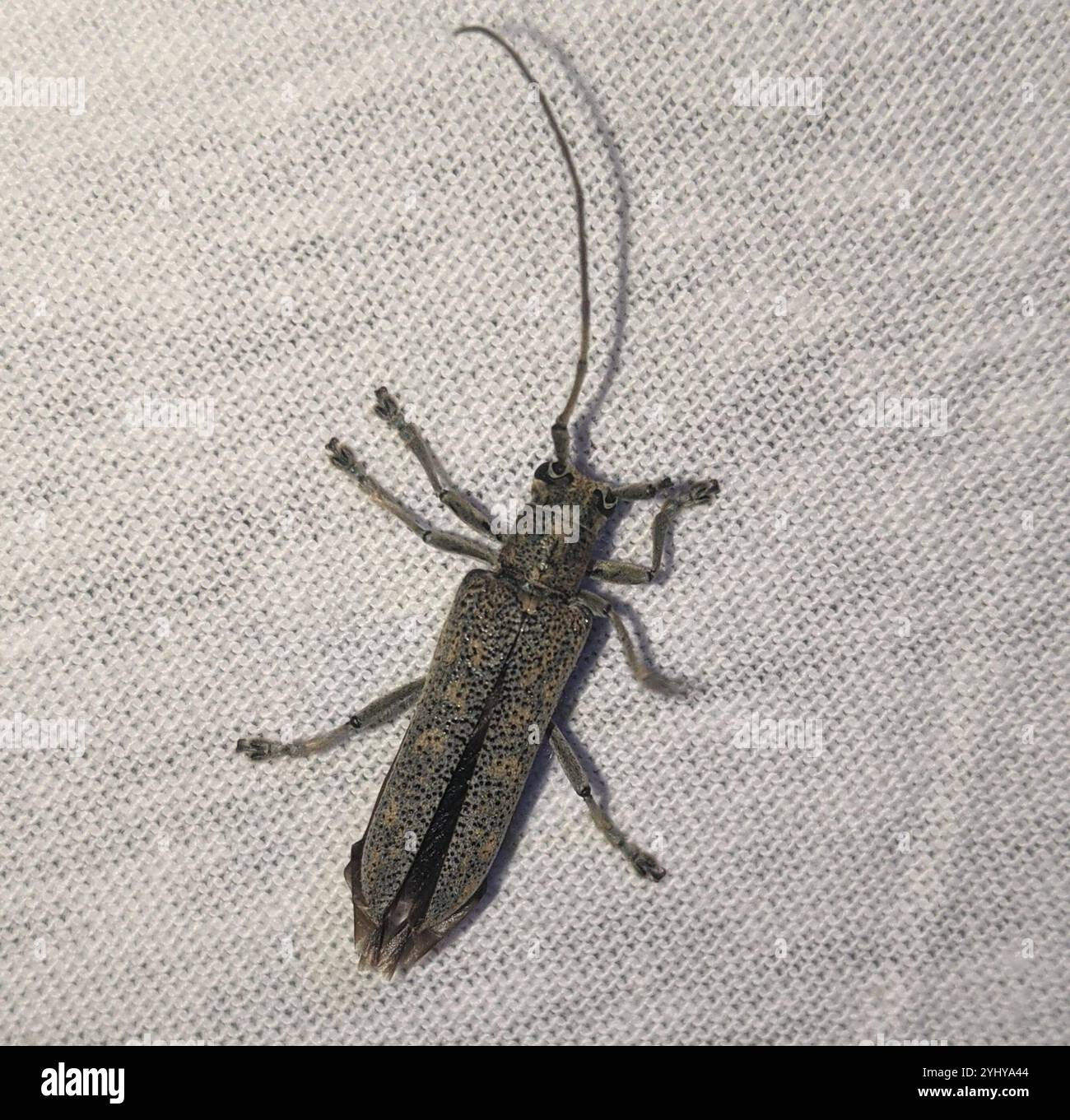 Poplar Borer (Saperda calcarata Stock Photo - Alamy