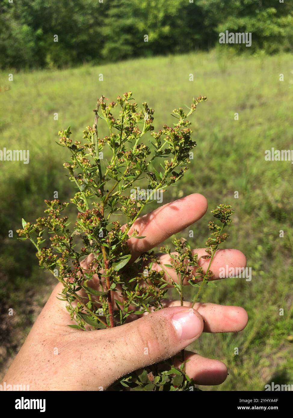 Hairy Pinweed (Lechea mucronata Stock Photo - Alamy