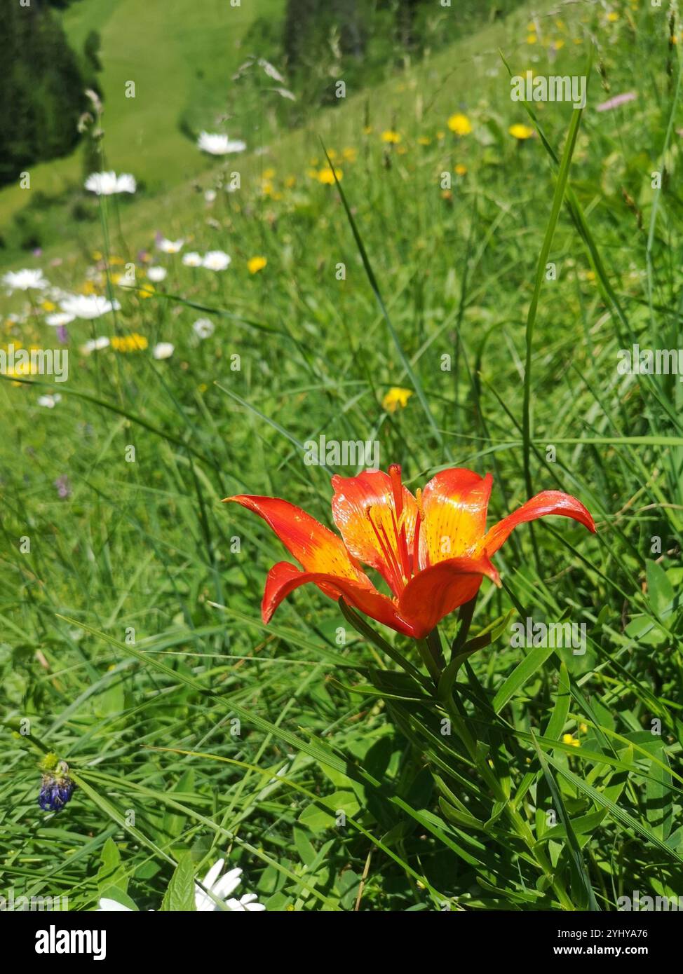 fire lily (Lilium bulbiferum Stock Photo - Alamy