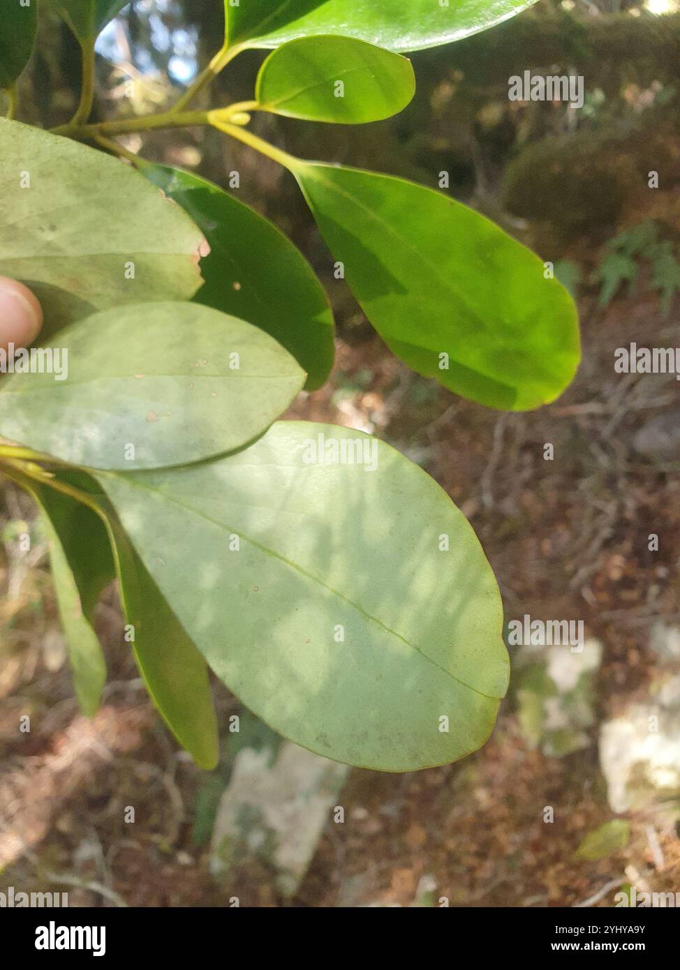 New Zealand Broadleaf (Griselinia littoralis Stock Photo - Alamy