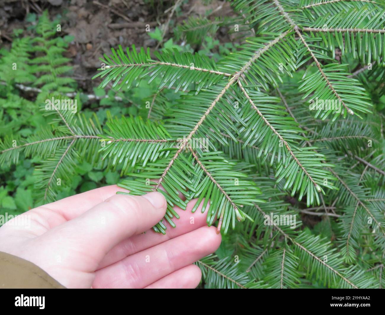 grand fir (Abies grandis Stock Photo - Alamy