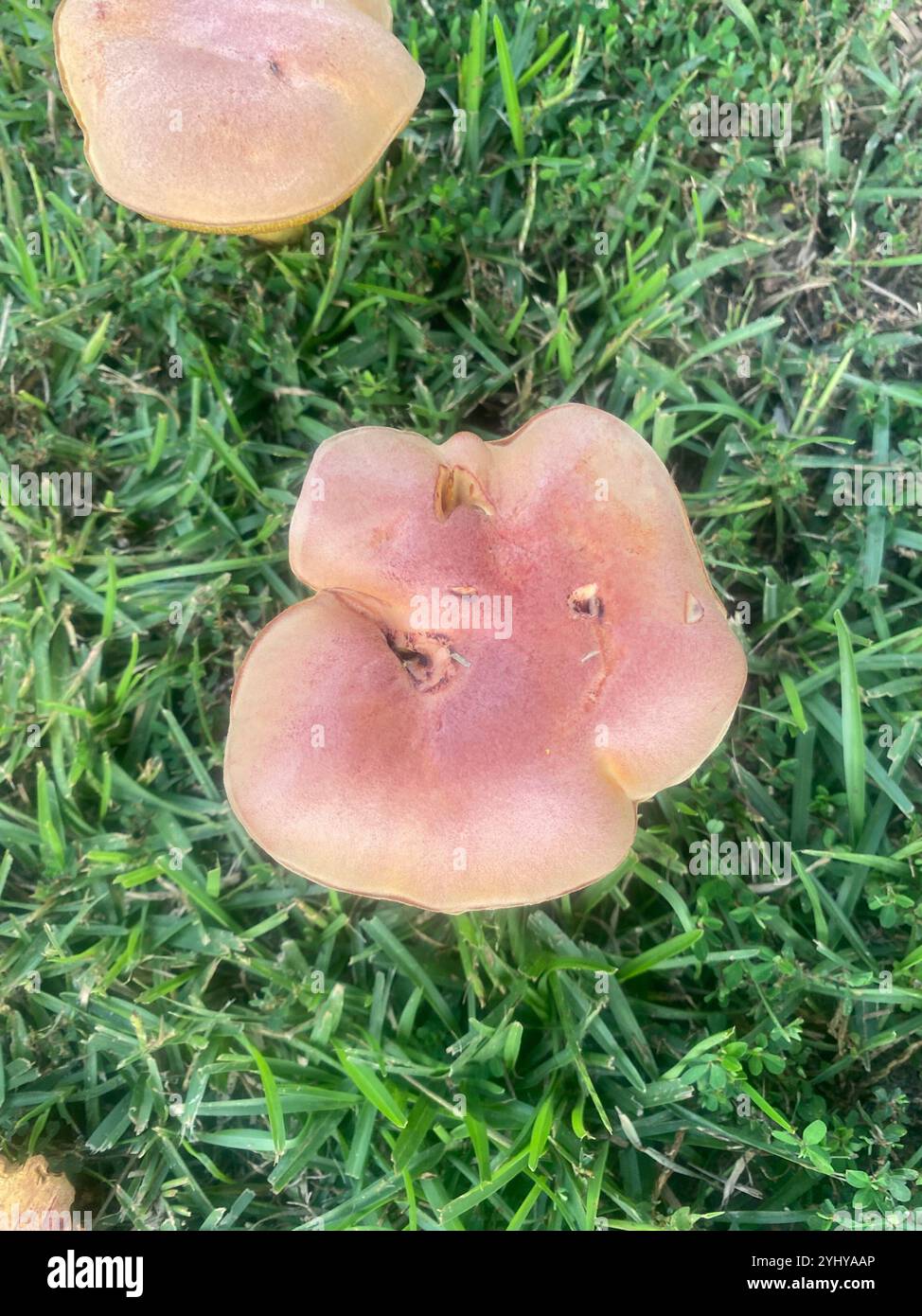 Ruby Bolete (Hortiboletus rubellus Stock Photo - Alamy