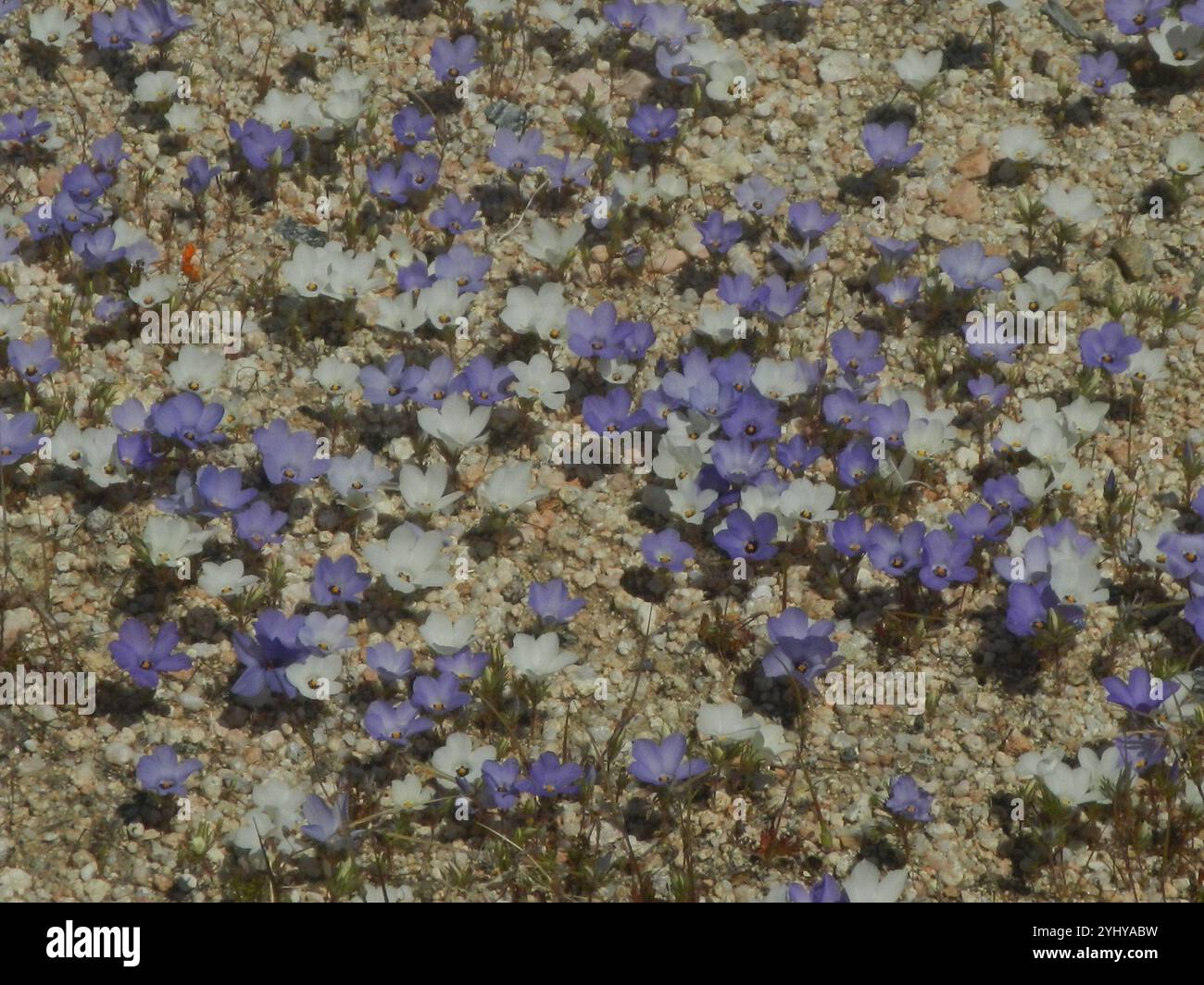 sandblossom (Linanthus parryae Stock Photo - Alamy