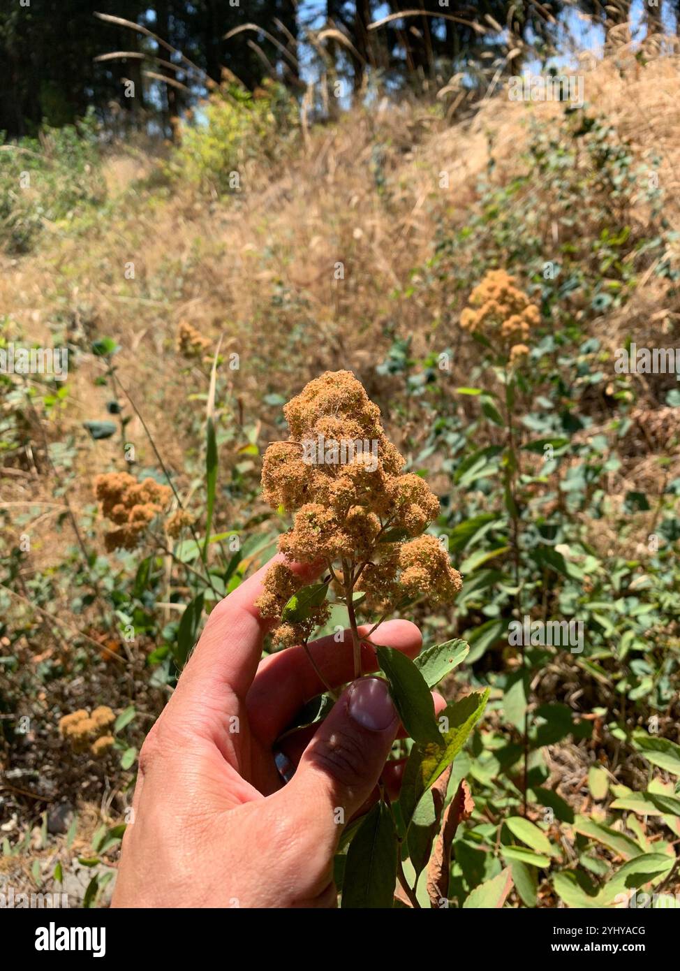 Pyramidal Spirea (Spiraea × pyramidata Stock Photo - Alamy