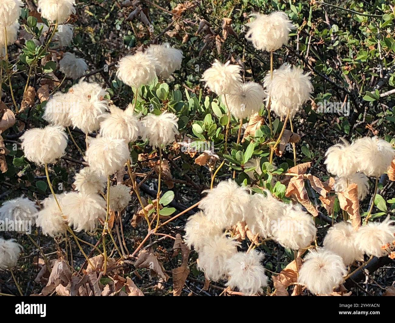 Pipestem Clematis (Clematis lasiantha Stock Photo - Alamy