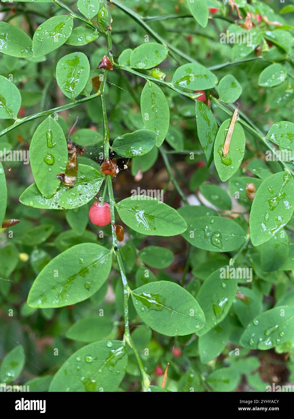 Red Huckleberry (Vaccinium parvifolium Stock Photo - Alamy