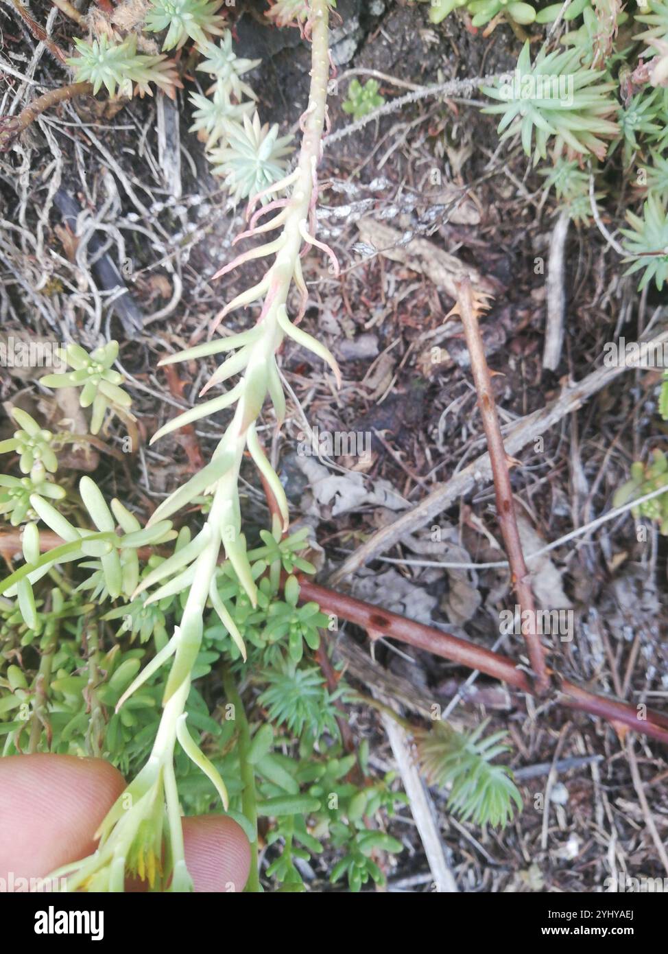 Reflexed Stonecrop (Petrosedum rupestre Stock Photo - Alamy