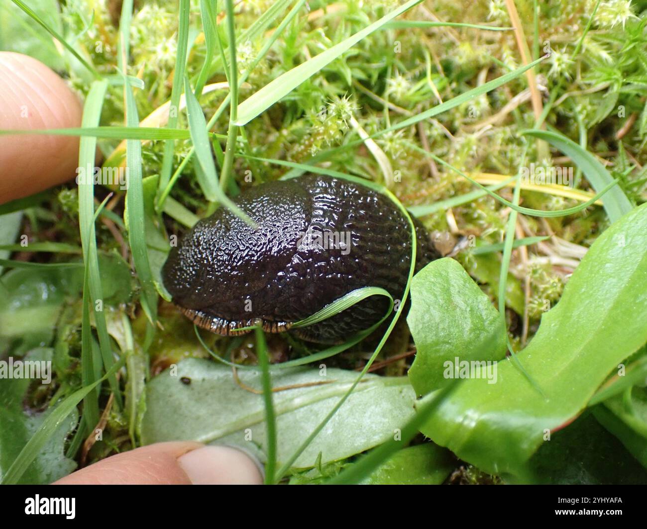 Arion Slugs (Arion Stock Photo - Alamy
