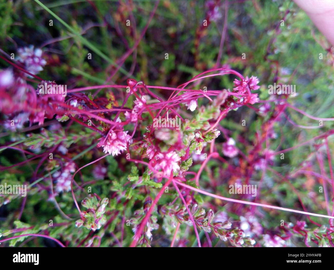 Clover Dodder (Cuscuta epithymum Stock Photo - Alamy