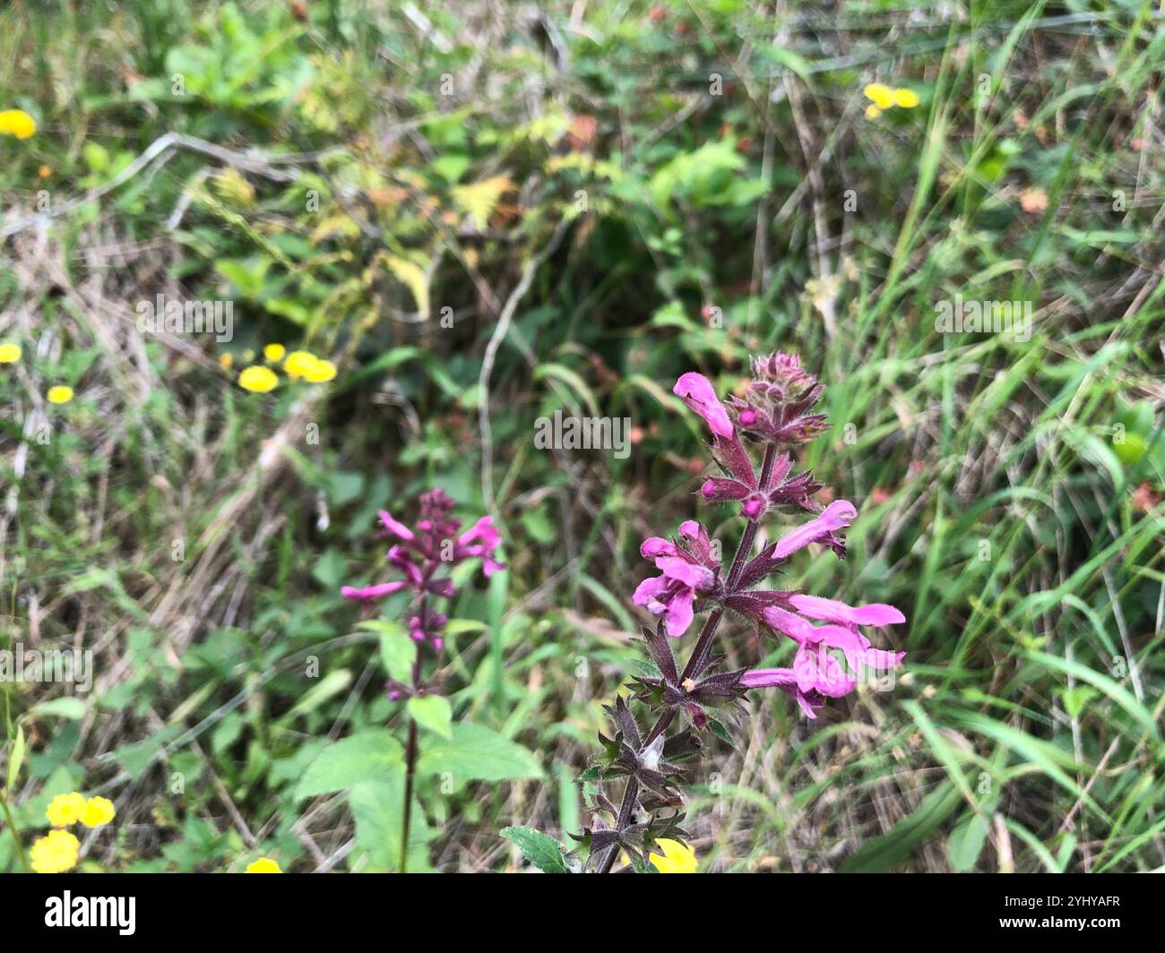 Coastal Hedge-nettle (Stachys chamissonis Stock Photo - Alamy
