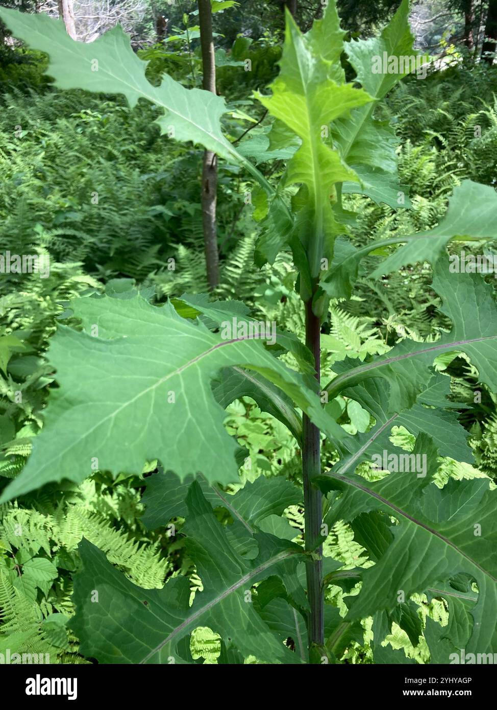 tall blue lettuce (Lactuca biennis Stock Photo - Alamy