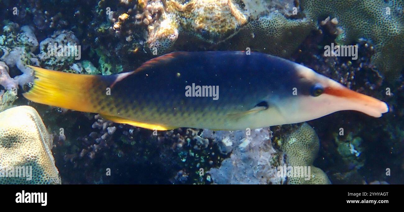 Red Sea Bird Wrasse (Gomphosus klunzingeri Stock Photo - Alamy