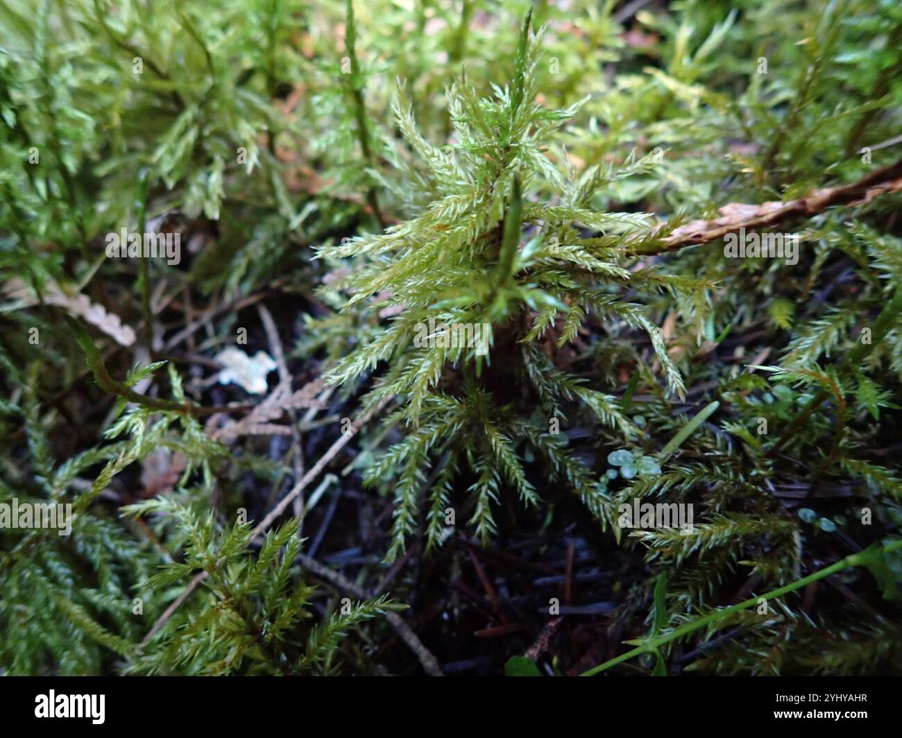 Climacium dendroides climacium dendroides hi-res stock photography and ...