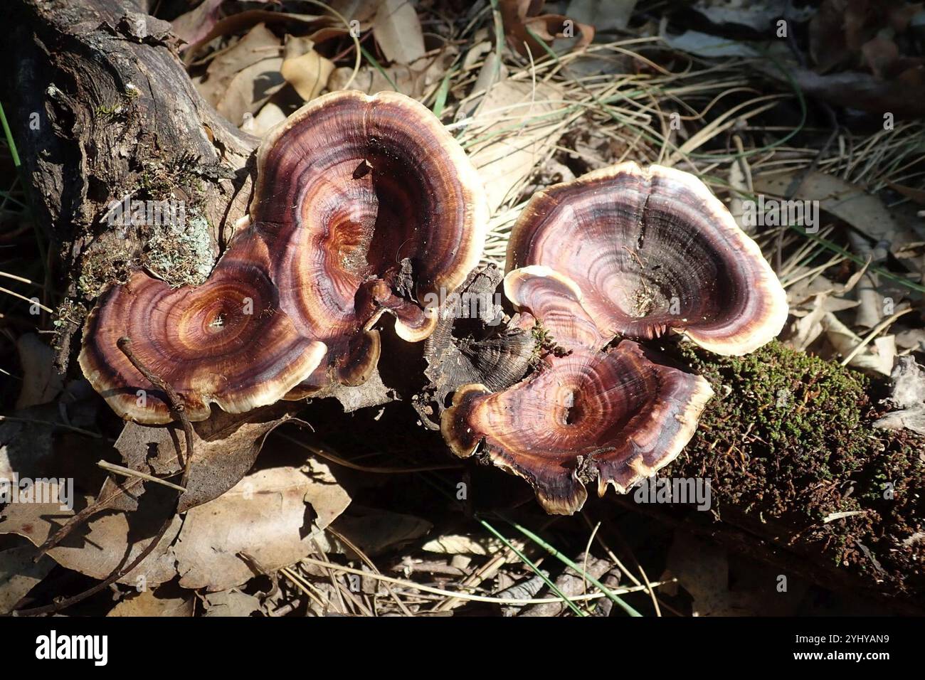 yellow stemmed micropore (Microporus xanthopus Stock Photo - Alamy