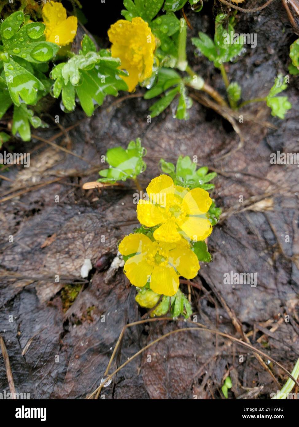 Eschscholtz's Buttercup (Ranunculus eschscholtzii Stock Photo - Alamy