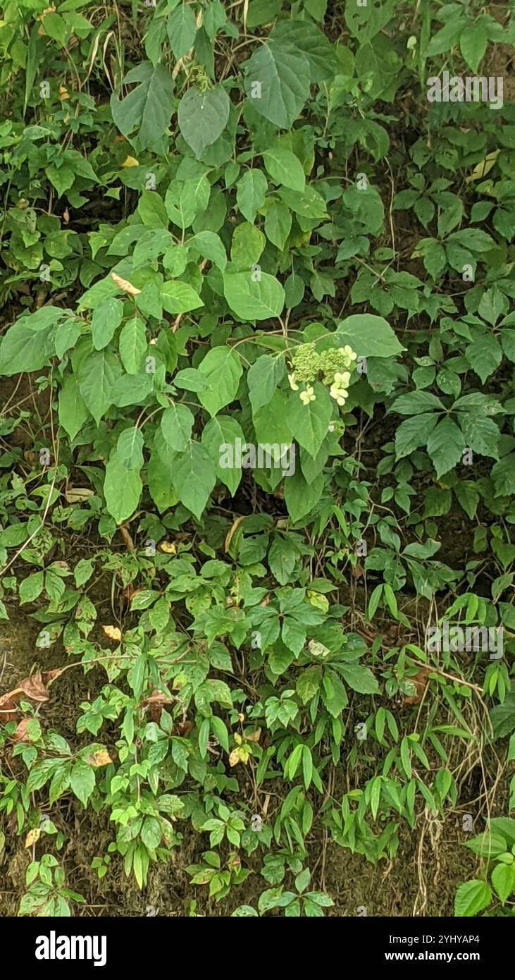wild hydrangea (Hydrangea arborescens Stock Photo - Alamy