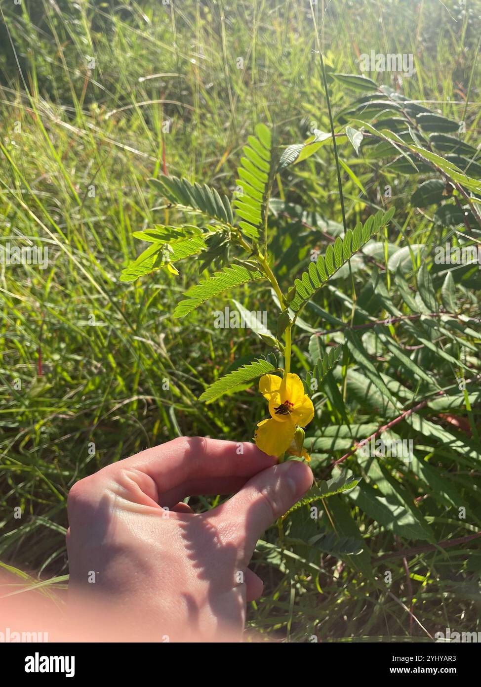partridge pea (Chamaecrista fasciculata Stock Photo - Alamy