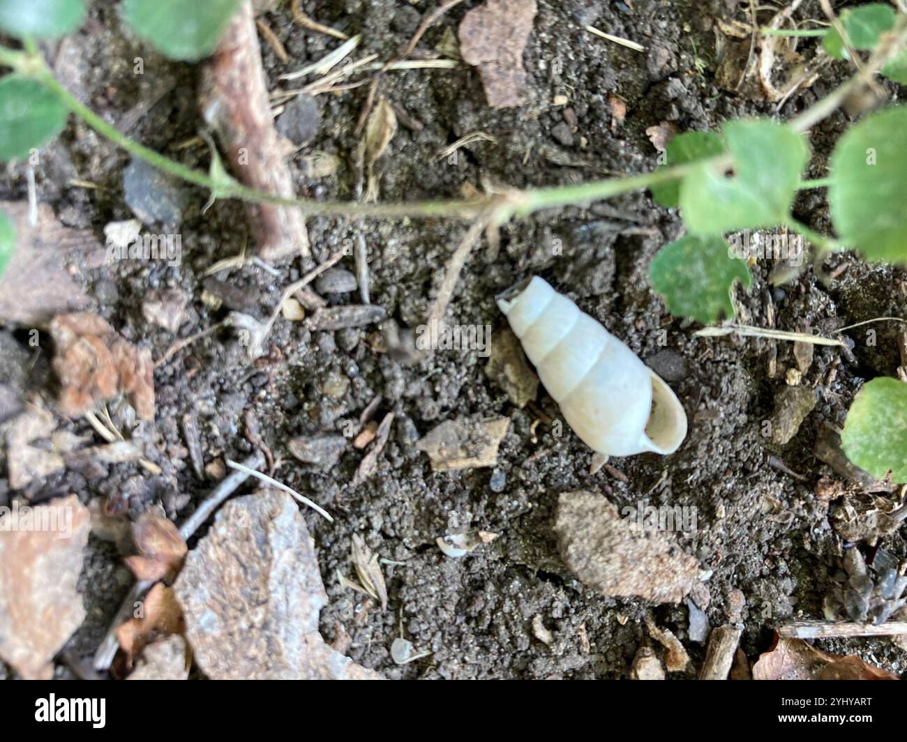 Decollate snail rumina decollata hi-res stock photography and images ...