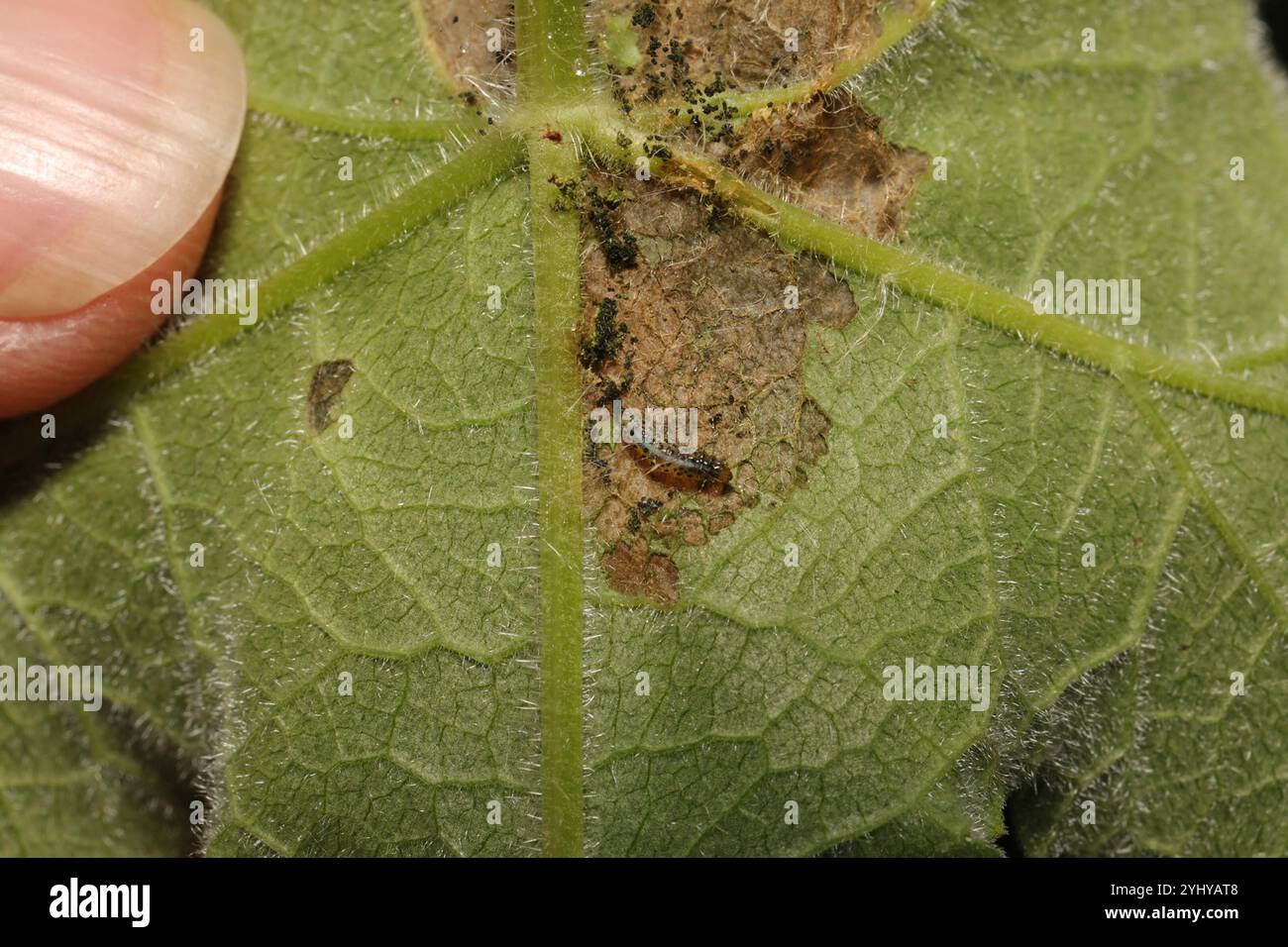Golden Lance-wing (Epermenia chaerophyllella Stock Photo - Alamy
