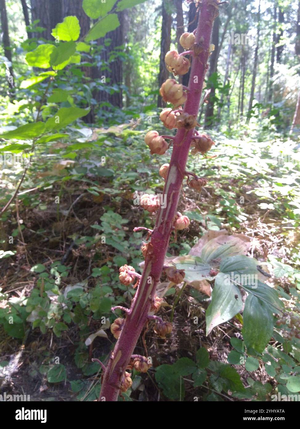 woodland pinedrops (Pterospora andromedea Stock Photo - Alamy