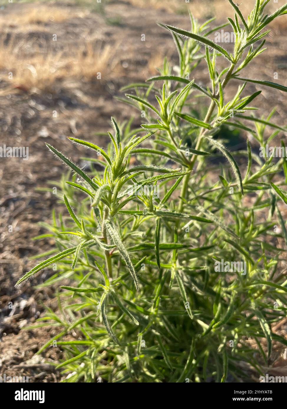 Stinkwort dittrichia graveolens hi-res stock photography and images - Alamy