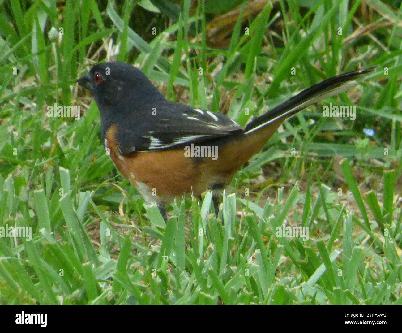 Eastern Towhee (Pipilo erythrophthalmus Stock Photo - Alamy